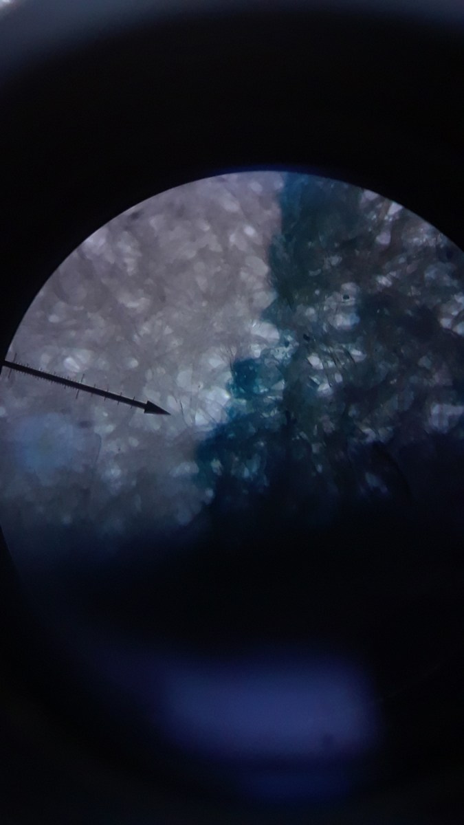 Under observation in the studio | Natasha van Netten