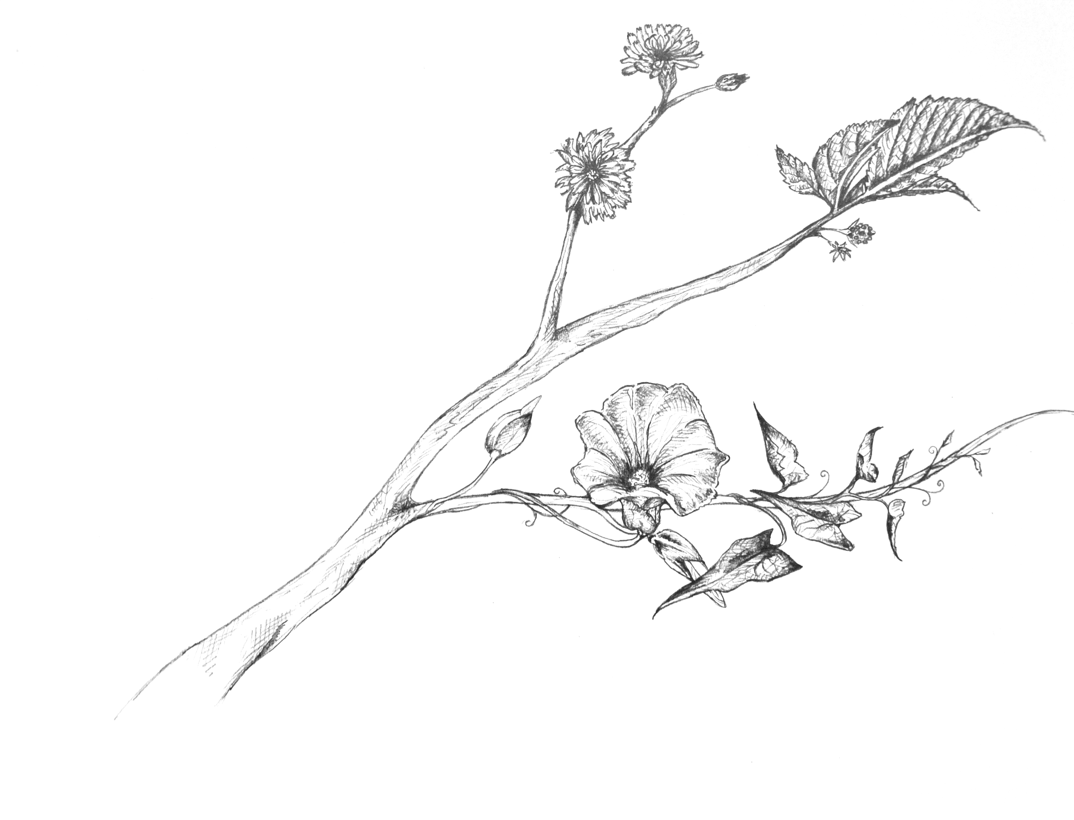 Imaginative Nature Drawing Workshop | Natasha van Netten